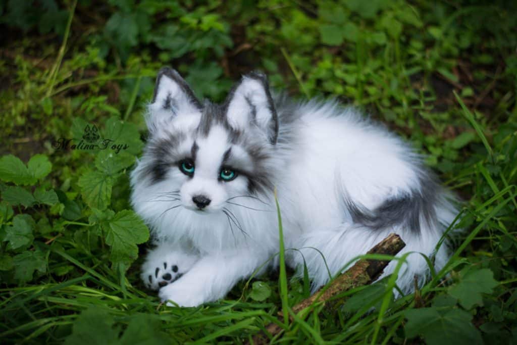 Canadian Marble Fox | Keeping Canadian Marble Foxes As Pets 2023