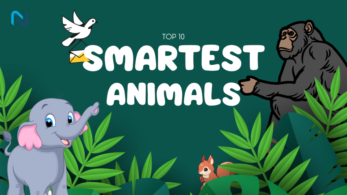 Top 10 Smartest Animals In The World That Would Shock You - The Next Hint
